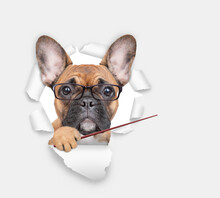 Cute Dog On Crumpled Paper Free Stock Photo - Public Domain Pictures