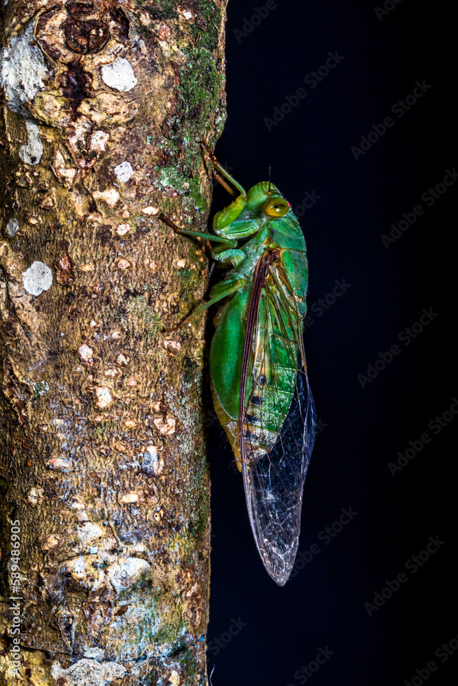 The cicadas are a superfamily, the Cicadoidea, of insects in the order ...