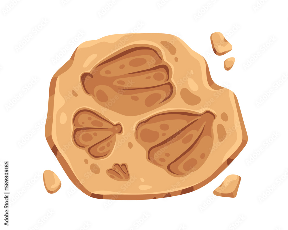 Fossil rock with sea shell imprint. Archaeology prehistoric fossilized ...