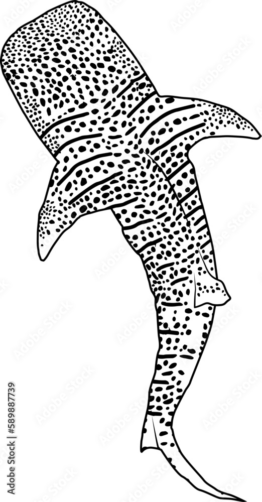 Hand drawn whale shark vector illustration line art editable, Contour ...