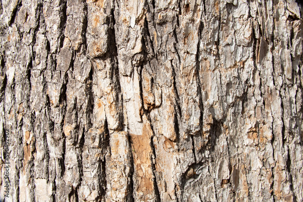 Photo Stock Tree bark texture pattern, old maple wood trunk as ...