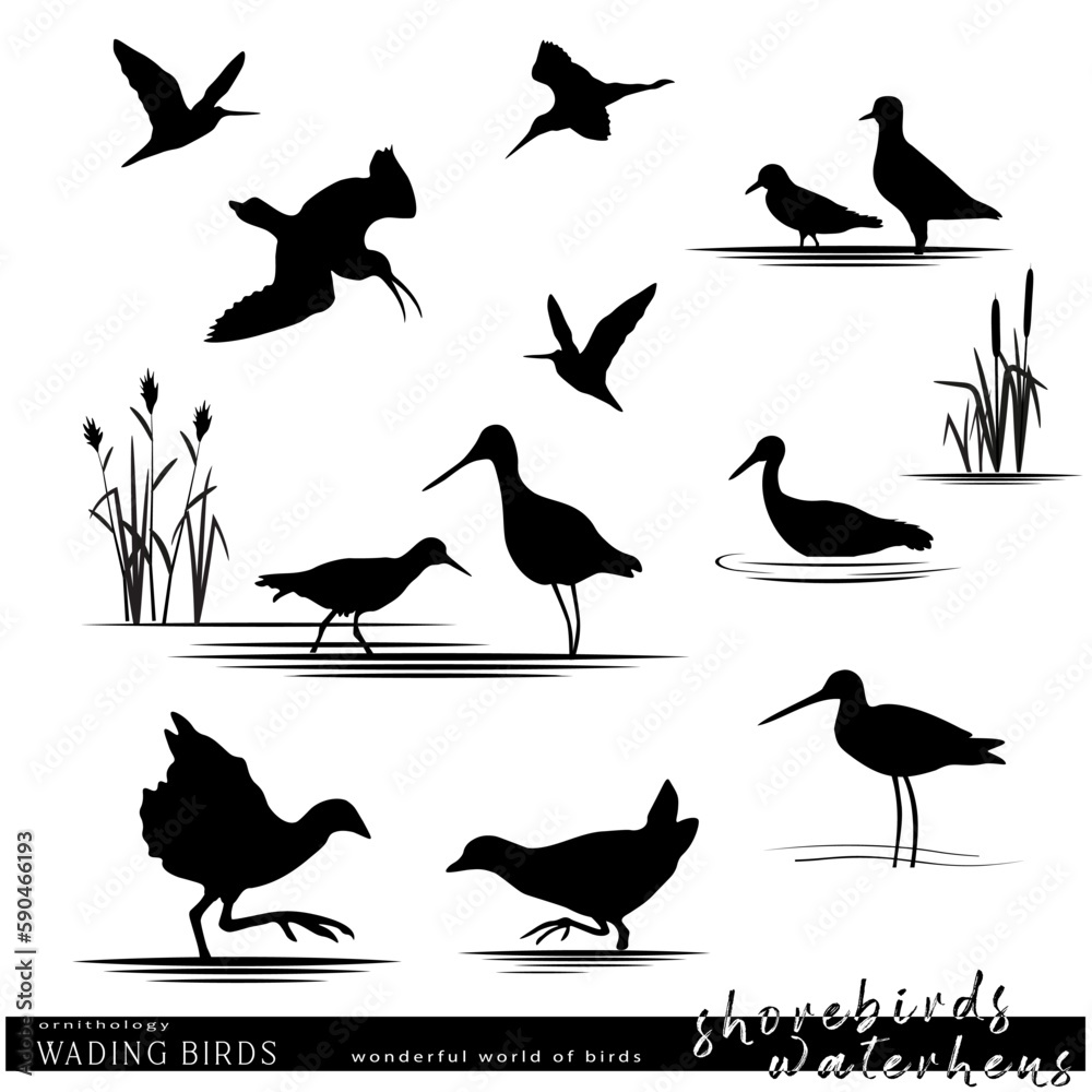 Wildlife. Wading birds set. Shorebirds and waterhen birds silhouettes ...