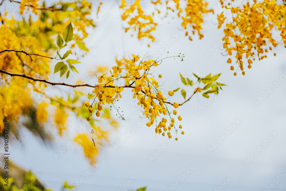 Kanikkonna - Golden shower, Cassia Fistula, bloom in tree. National ...