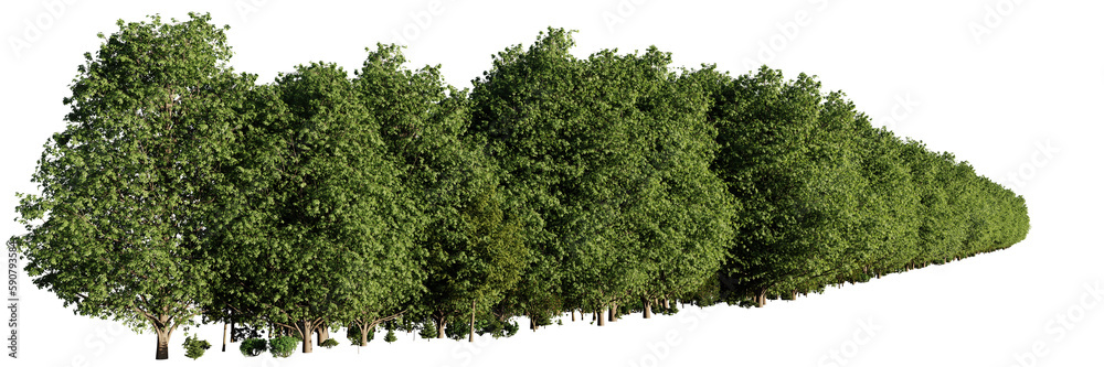 forest stripe, natural hedge with green trees and shrubs, isolated on ...