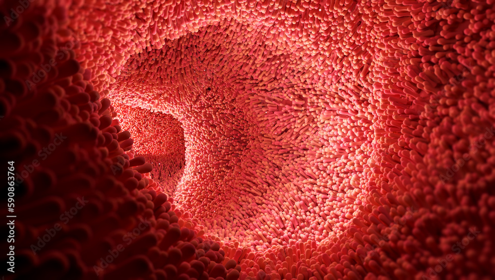The human intestinal environment. Microvilli on the inner wall of the ...
