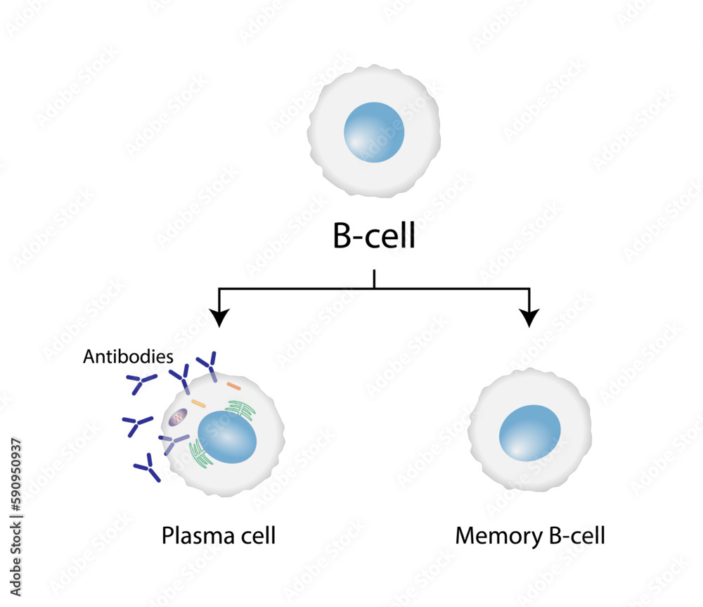 Vektor B-cell leukocytes. Plasma cell and memory B cell. b cell ...