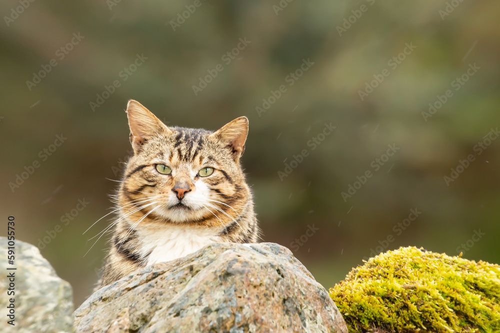 Tabby cat on a farm with striped markings, peeking over drystone ...