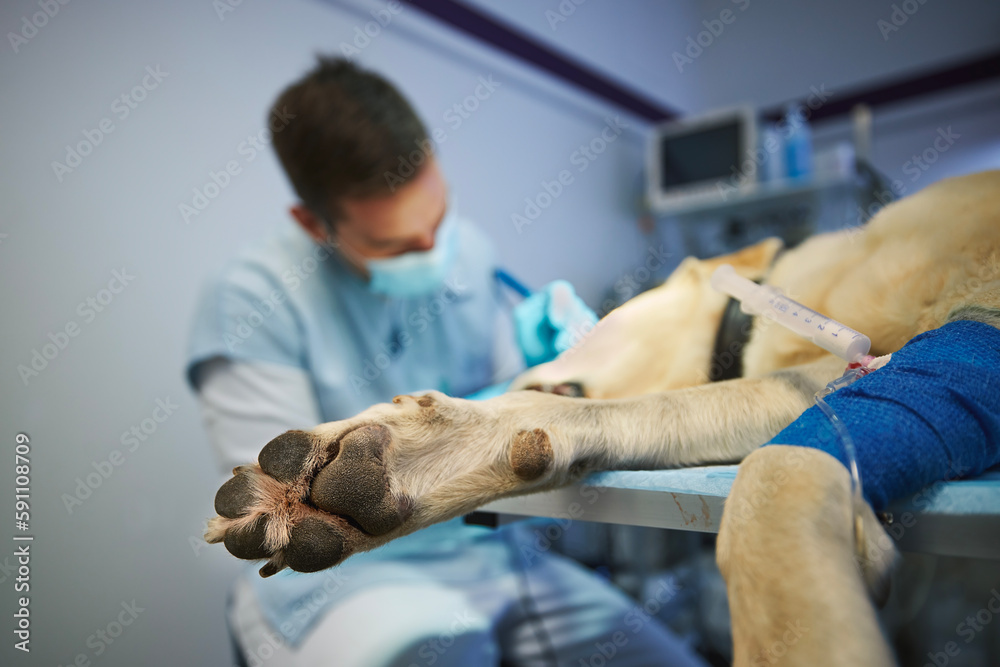 Stock-Foto „Veterinarian during dog surgery. Selective focus on paw of ...