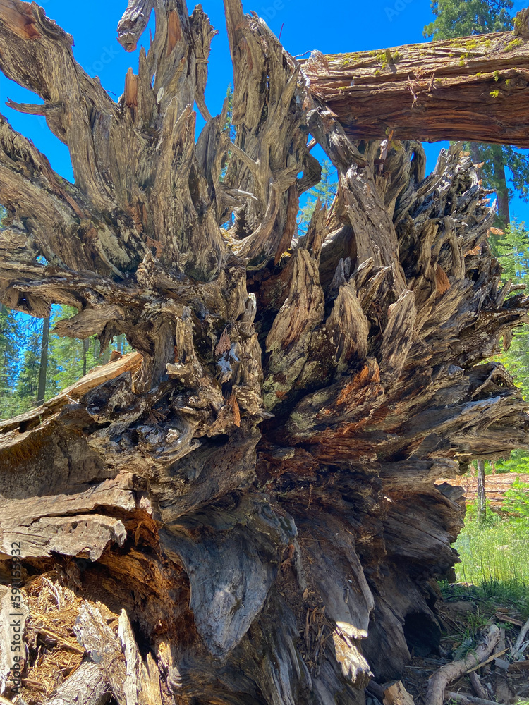 Roots of the Fallen Monarch: A tree that fell more than 300 years ago ...