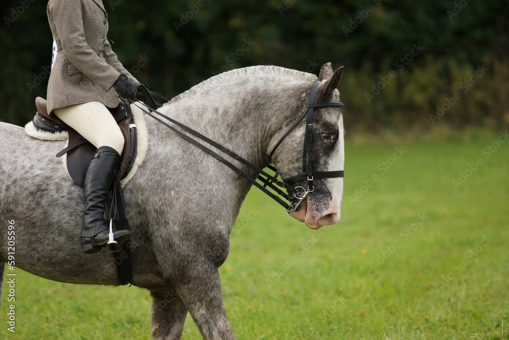 Cob horse in grass show arena wearing tack, saddle and bridle Stock ...
