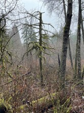 Scraggly Tree Free Stock Photo - Public Domain Pictures
