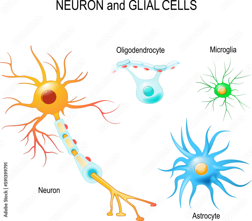 Cells of human's brain. Neuron and glial cells (Microglia, astrocyte ...