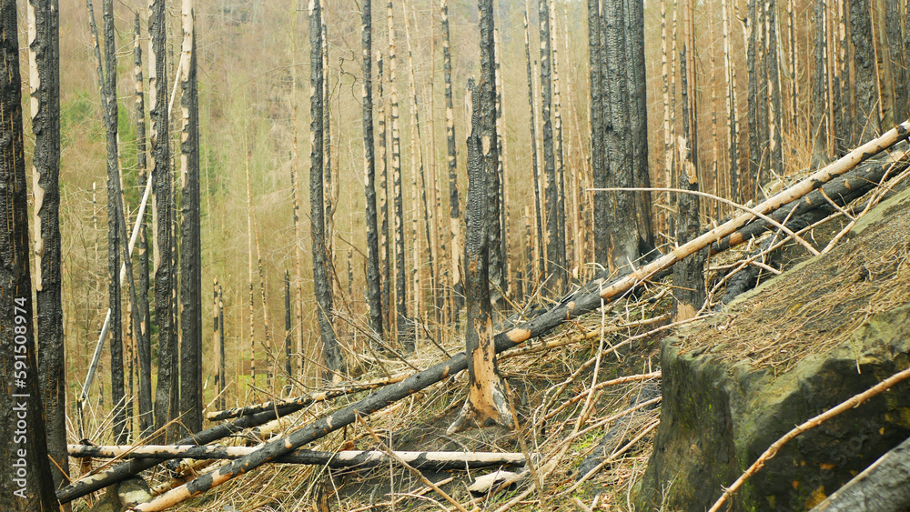 Forest fire spruce after flame Picea abies wild drought dry black earth ...