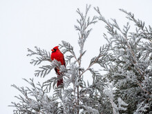 Northern Cardinal In Tree Close-up Free Stock Photo - Public Domain ...