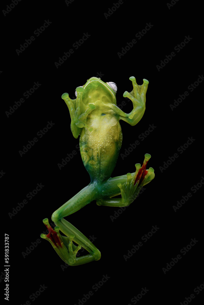 Jade Tree Frog (Rhacophorus dulitensis) is Indonesian tree frog. Stock ...