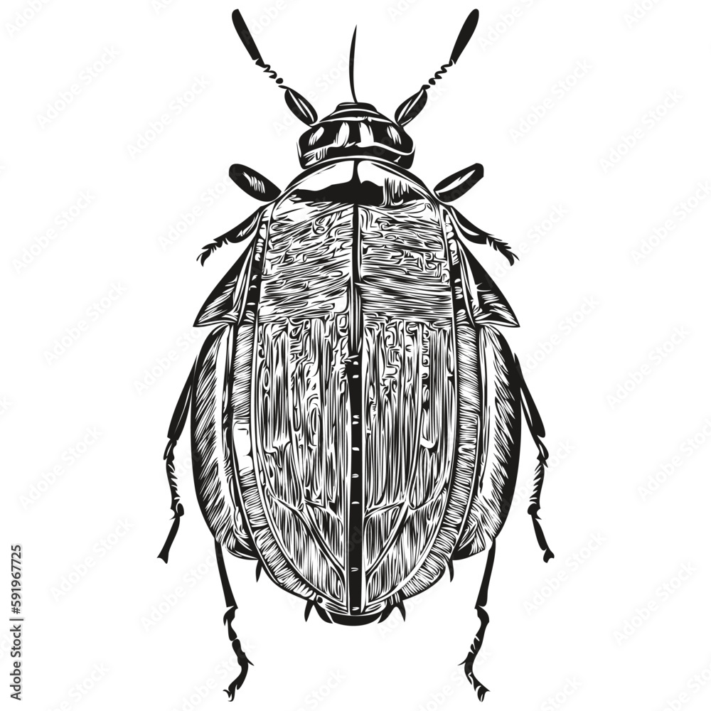 beetle vector illustration line art drawing black and white beetles ...