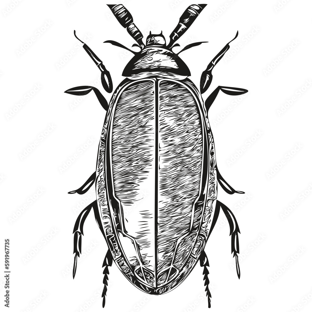 beetle vector illustration line art drawing black and white beetles ...