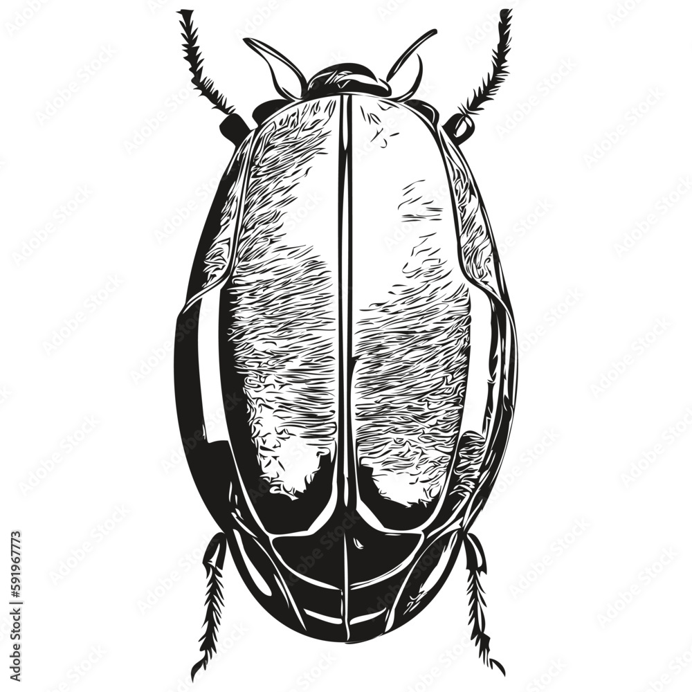 beetle vector illustration line art drawing black and white beetles ...