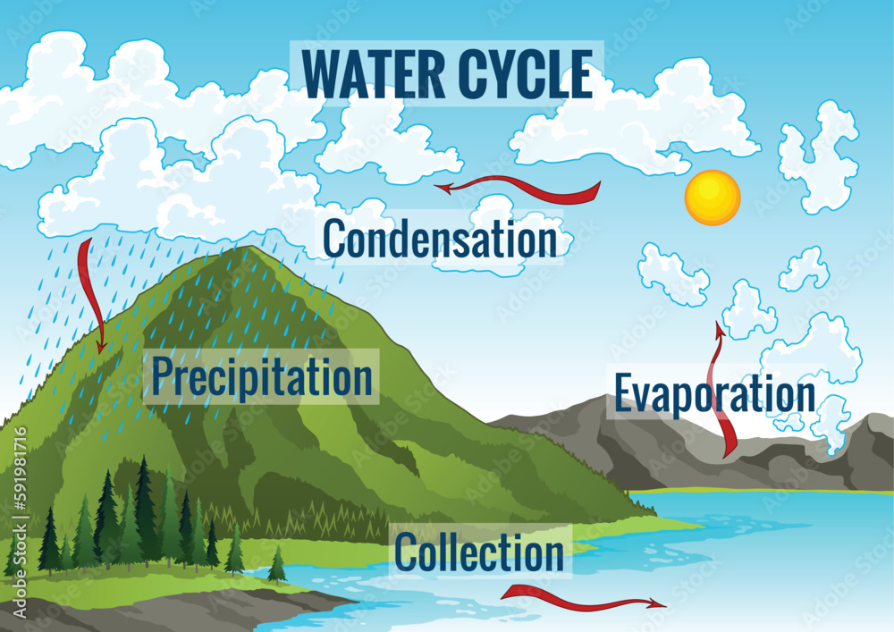 Water cycle diagram. Earth hydrologic process. Environmental ...