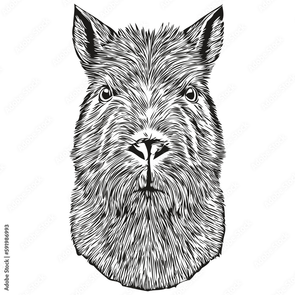 Engrave Capybara illustration in vintage hand drawing style capybaras ...