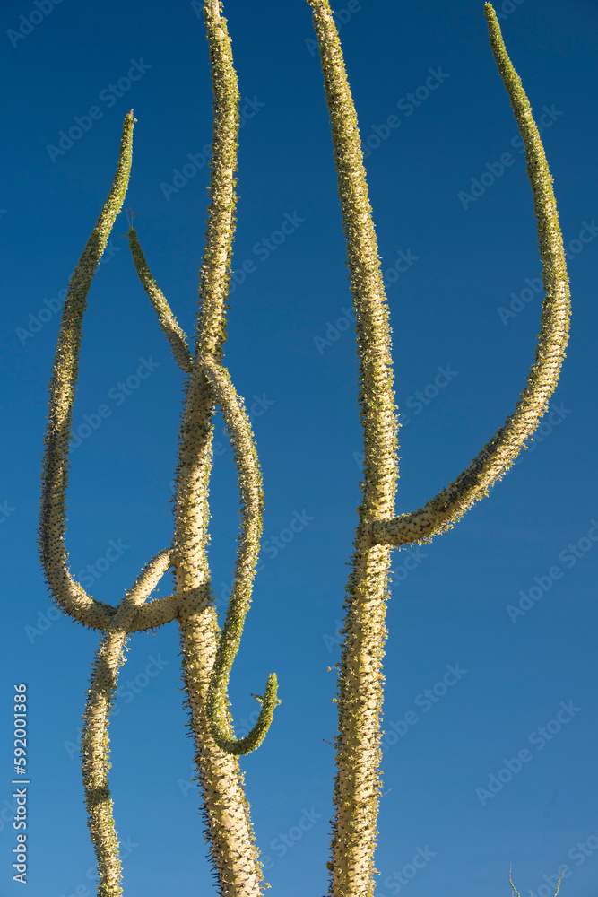 Boojum trees (Fouquieria columnaris) in sunlight against a blue sky, at ...