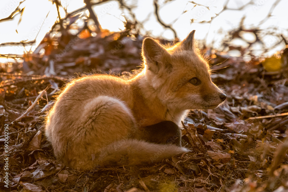 Portrait of a Red fox kit (Vulpes vulpes) lying in dried leaves; Mystic ...
