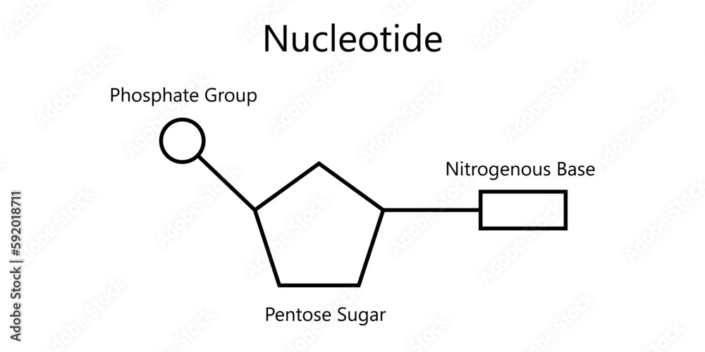 Stock-Vektorgrafik „Chemical structure of DNA nucleotide. Three parts ...