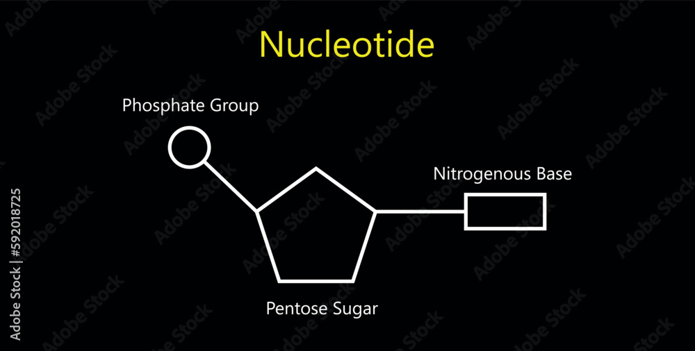 Vector de Stock Chemical structure of DNA nucleotide. Three parts of a ...