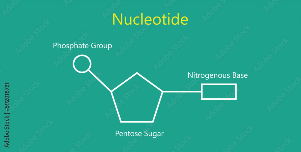 Chemical structure of DNA nucleotide. Three parts of a nucleotide ...