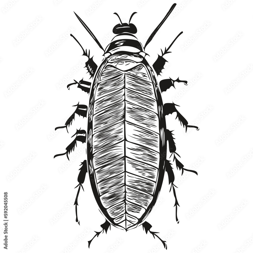 cockroach vector illustration line art drawing black and white ...