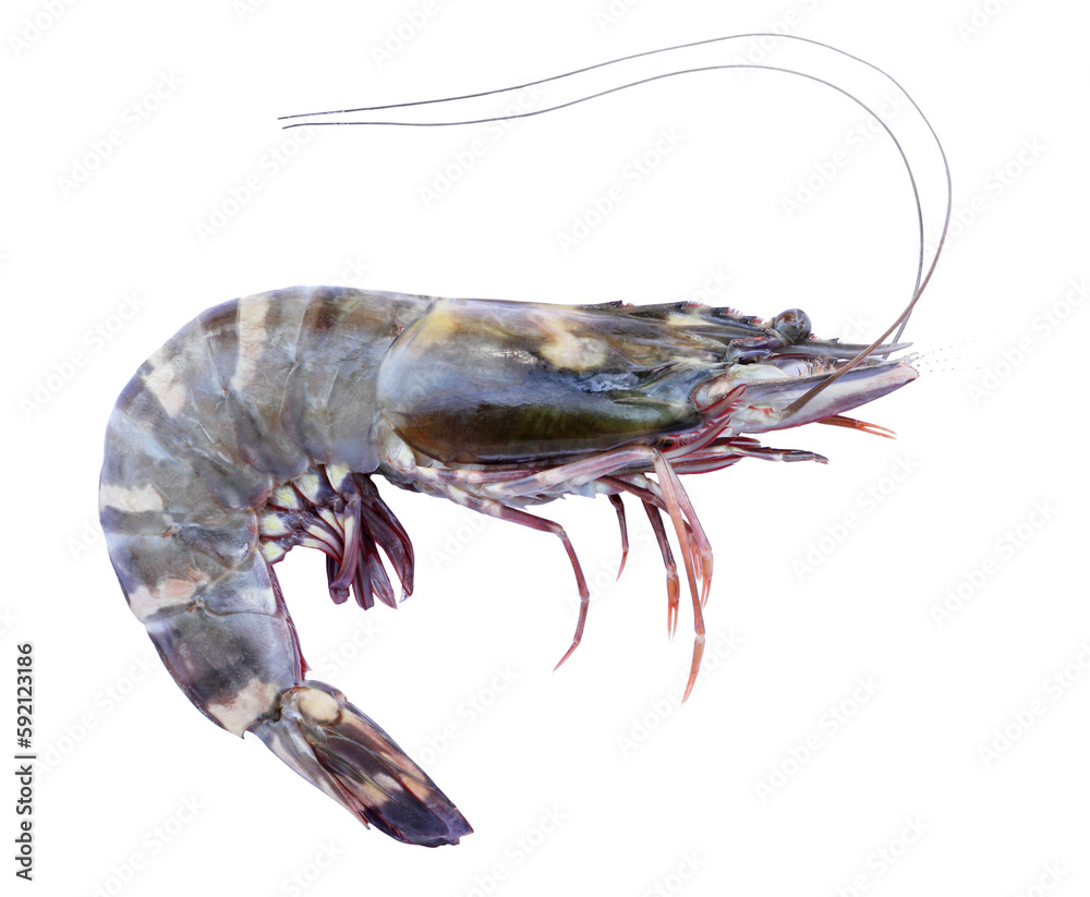 Tiger prawn isolated on transparent background (PNG File) Stock Photo ...