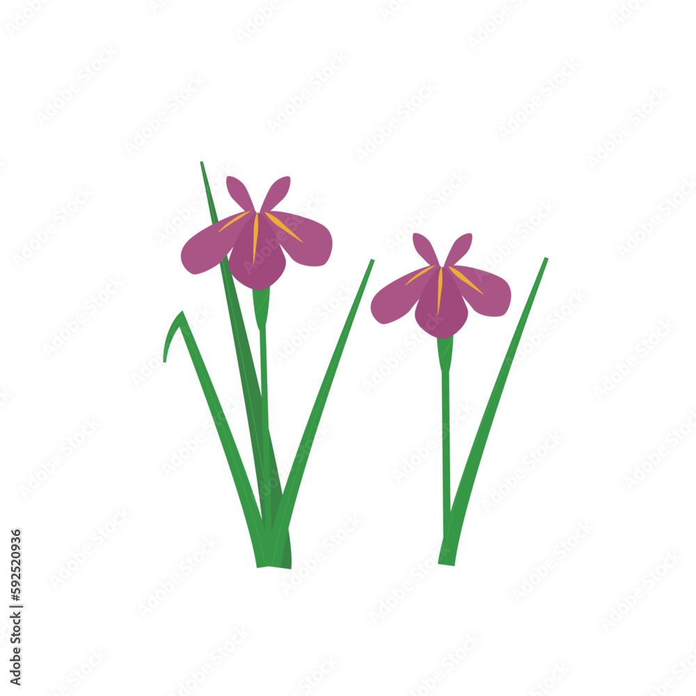 Vetor シンプルな菖蒲の花のイラスト素材 do Stock | Adobe Stock
