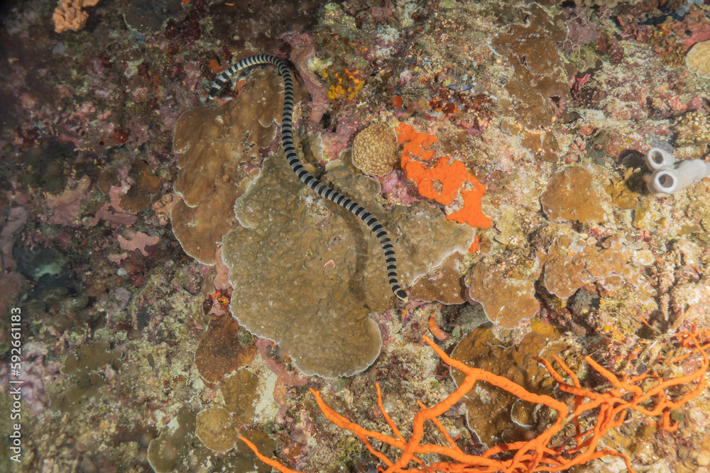 Banded snake eel (Myrichthys colubrinus) in the Red Sea Eilat Israel ...