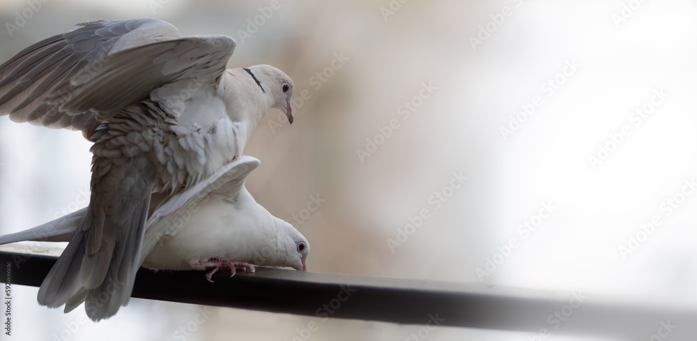 Love in Flight: The Beauty and Harmony of a Bonded Breeding Pair of ...