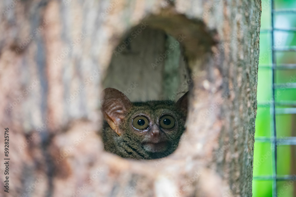 [BAB] å_The closeup image of Philippine tarsier (Carlito syrichta). It ...