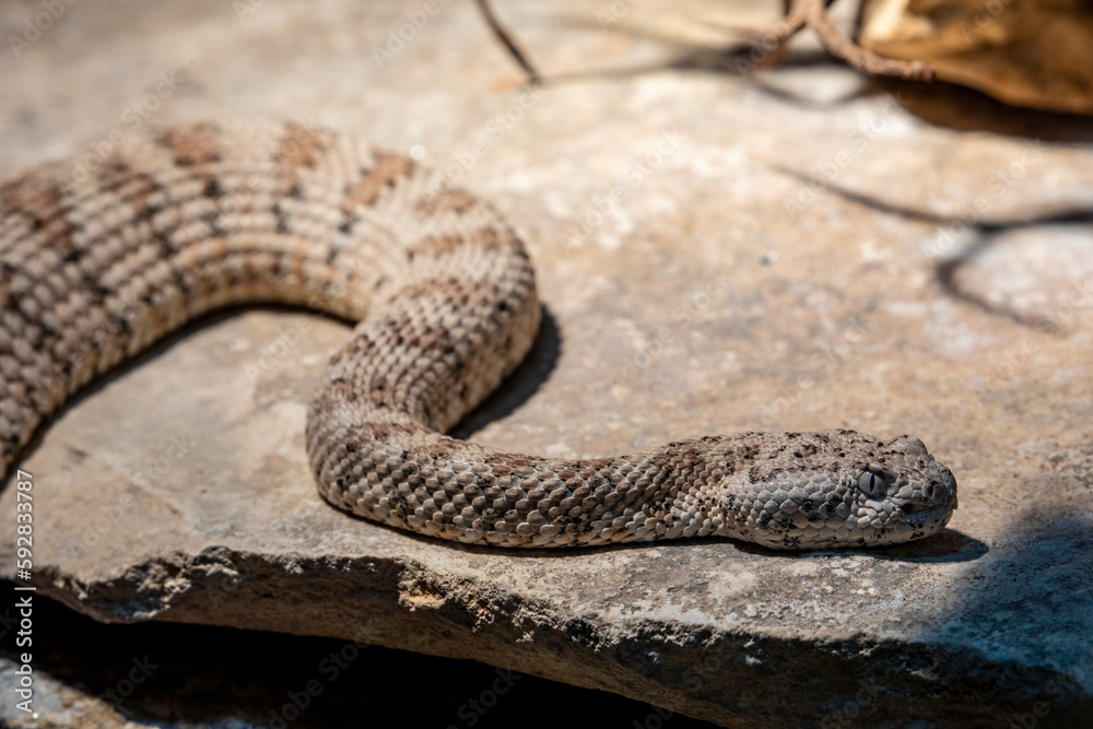 speckled rattlesnake (Crotalus mitchellii) is a venomous pit viper ...
