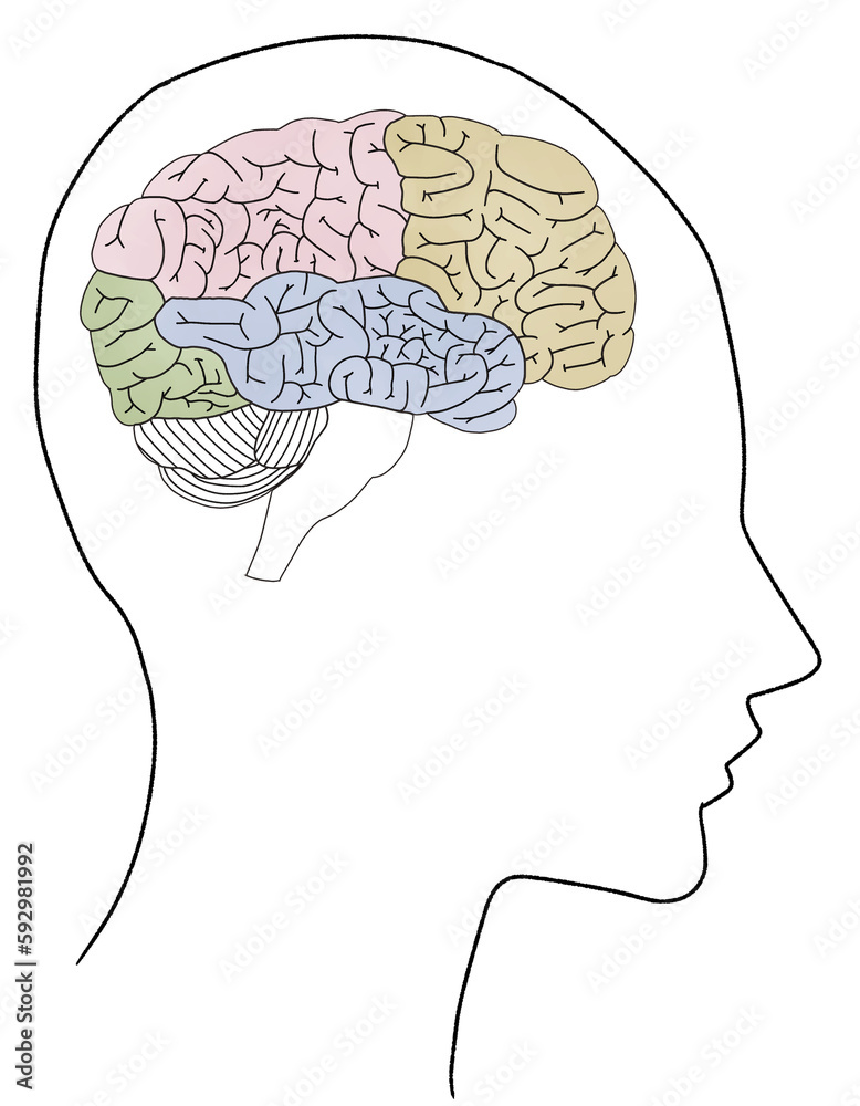 Human brain cross-section diagram clipart PNG Stock Illustration ...