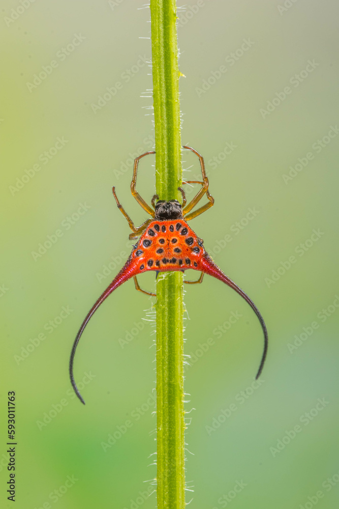 Horned spider (Gasteracantha arcuata) in Khao Yai National Park ...
