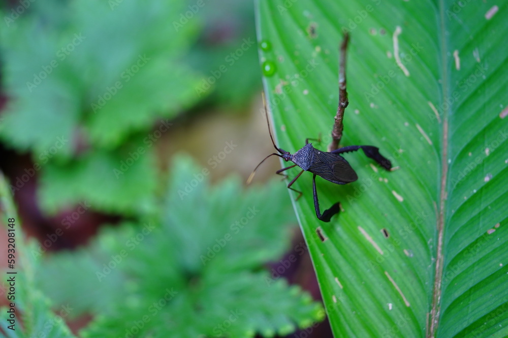 Leaf footed Bug Acanthocephala. It is a New World genus of true bugs in ...