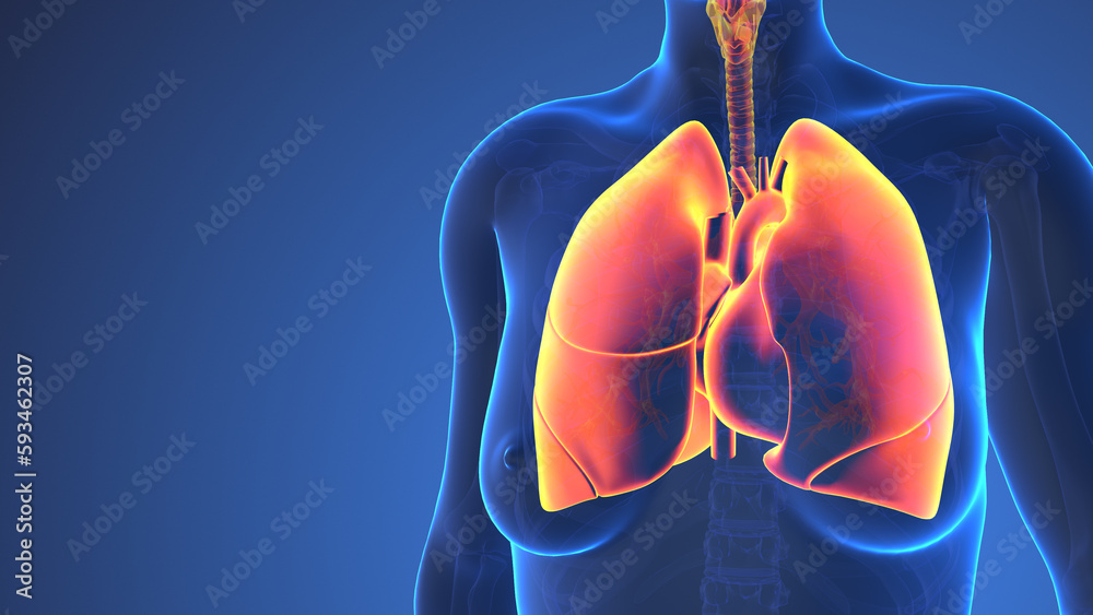 Anatomy Of Human Lungs And Heart Inside Body Stock Illustration | Adobe ...