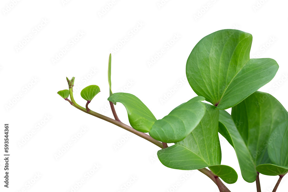 Goat’s foot creeper, Beach morning glory or Ipomoea pes-caprae is a ...