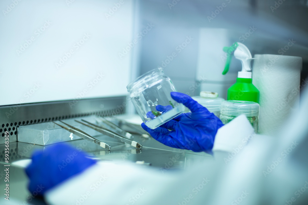 plant tissue culture at the laboratory Stock Photo | Adobe Stock