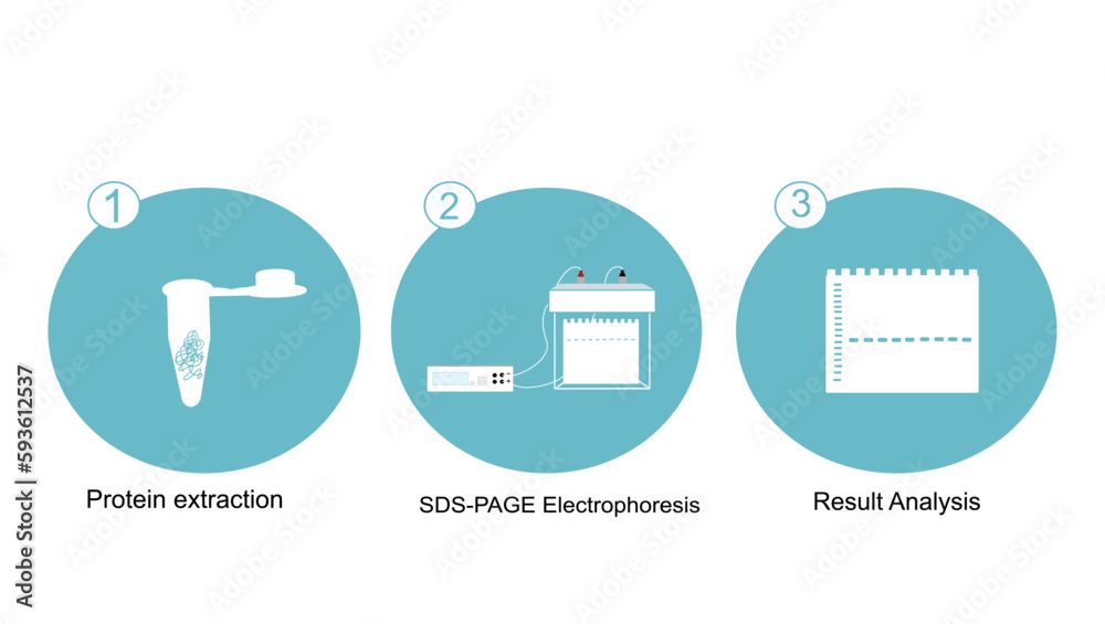 The methodology workflow of protein detection (identify, purify) with ...