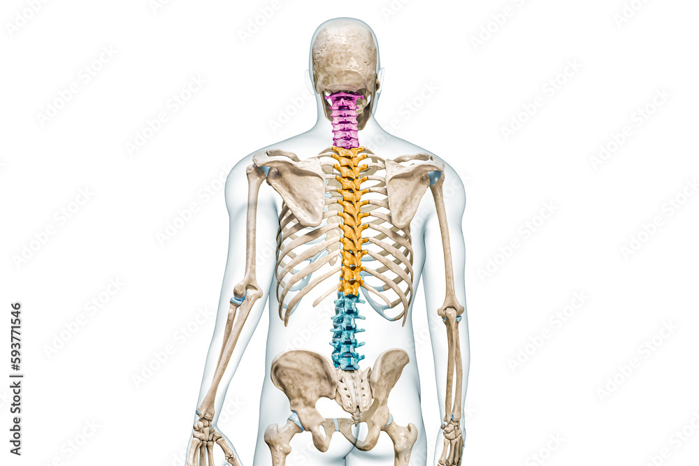 Stock-Illustration „Cervical, thoracic and lumbar vertebrae in color ...