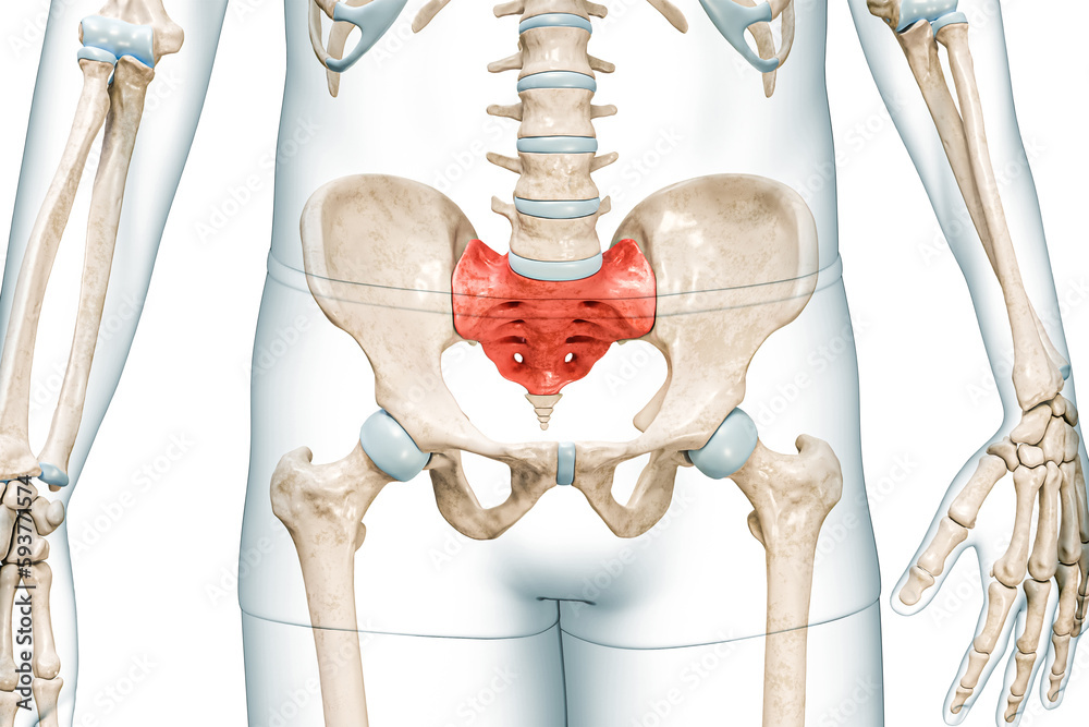 Sacrum bone in red color with body front view 3D rendering illustration ...