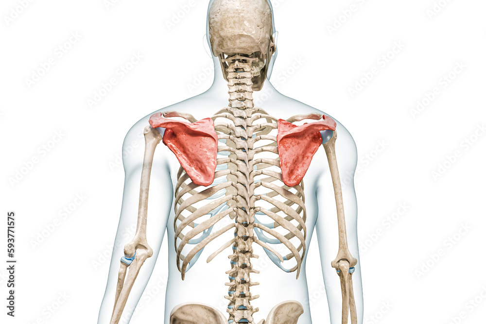 Scapula or shoulder blade bones in color with body 3D rendering ...