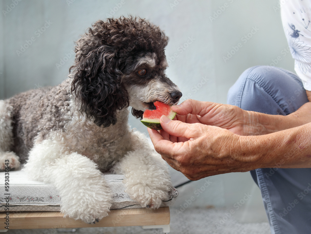 Dog eating watermelon from pet owners hand. Cute black and white poodle ...