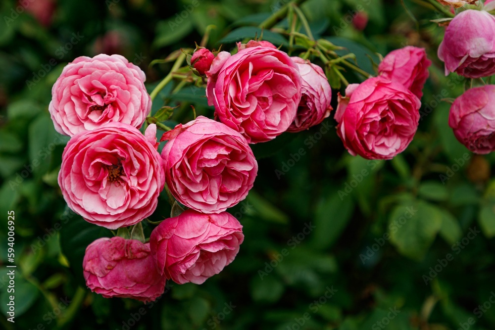 Eye-catching floribunda bush in a vibrant hue of pink is seen in full ...