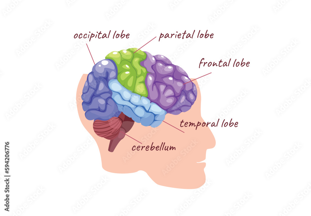 Concept Human brain anatomy. The cartoon-style design of this human ...