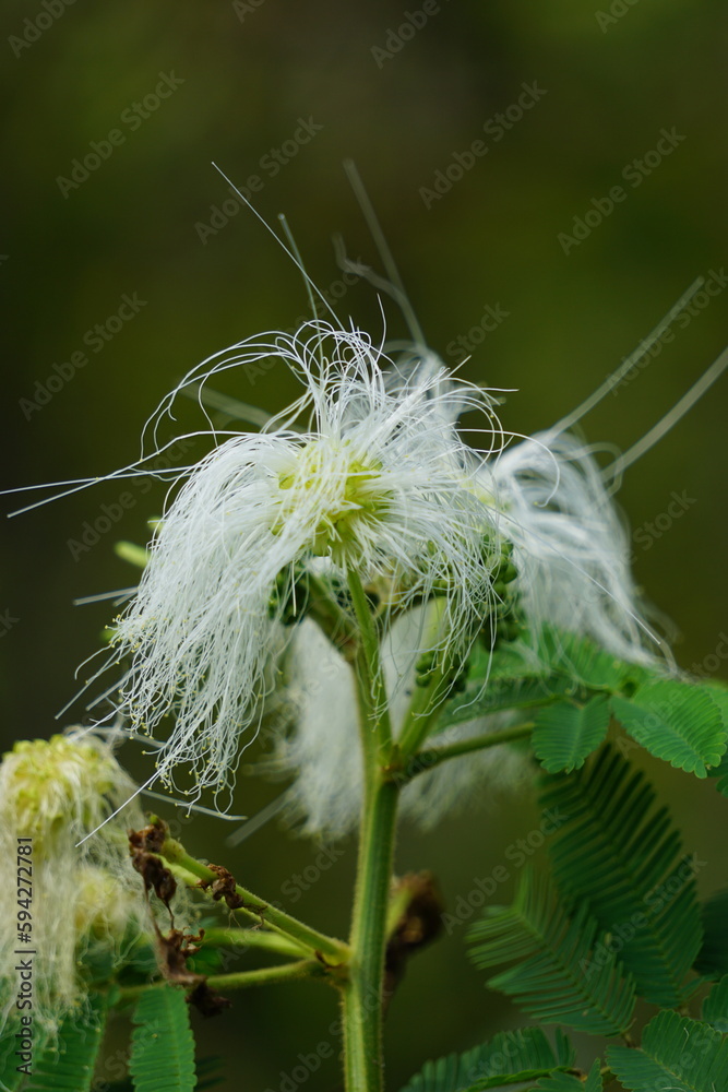 Kaliandra putih (Calliandra tetragona, Zapoteca tetragona) flower ...